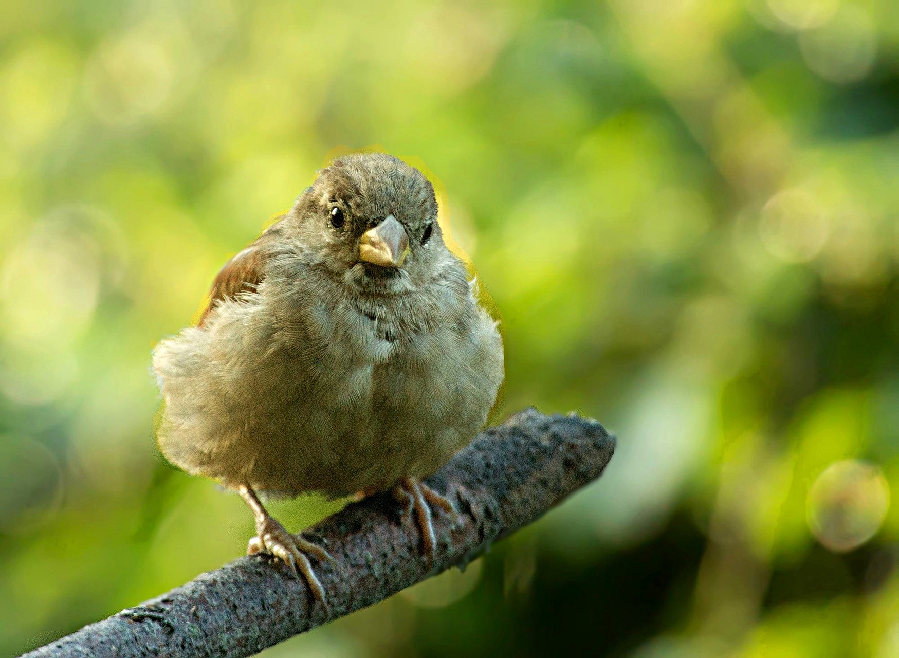Finken und Sperlinge - Voegel-Wildlife