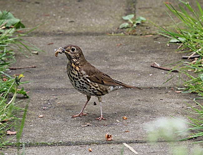 Drosseln - Voegel-Wildlife