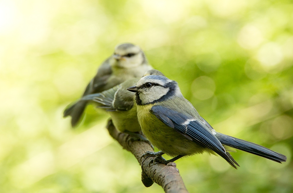 Sumpfmeisen - Voegel-Wildlife