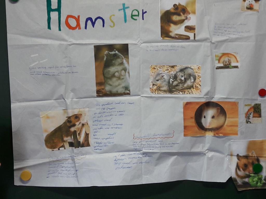 Hamster Referat - vs-sankt-thomas