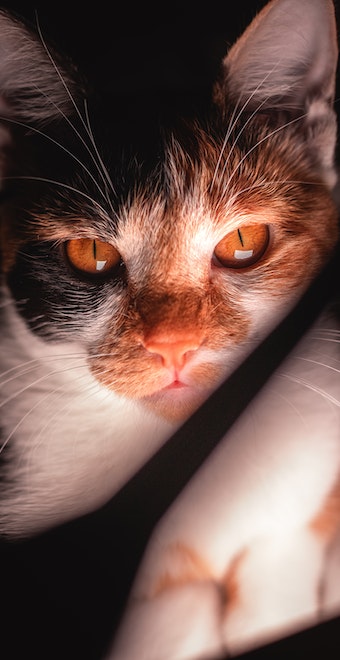 Pourquoi mon chat bave-t-il ? - Clinique vétérinaire Mulhouse