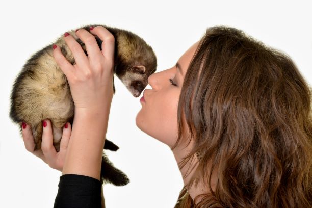 Tout savoir sur le furet domestique avant de l’adopter - Clinique ...