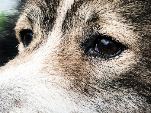 Conseils vétérinaires pour les chiens - Clinique vétérinaire Mulhouse