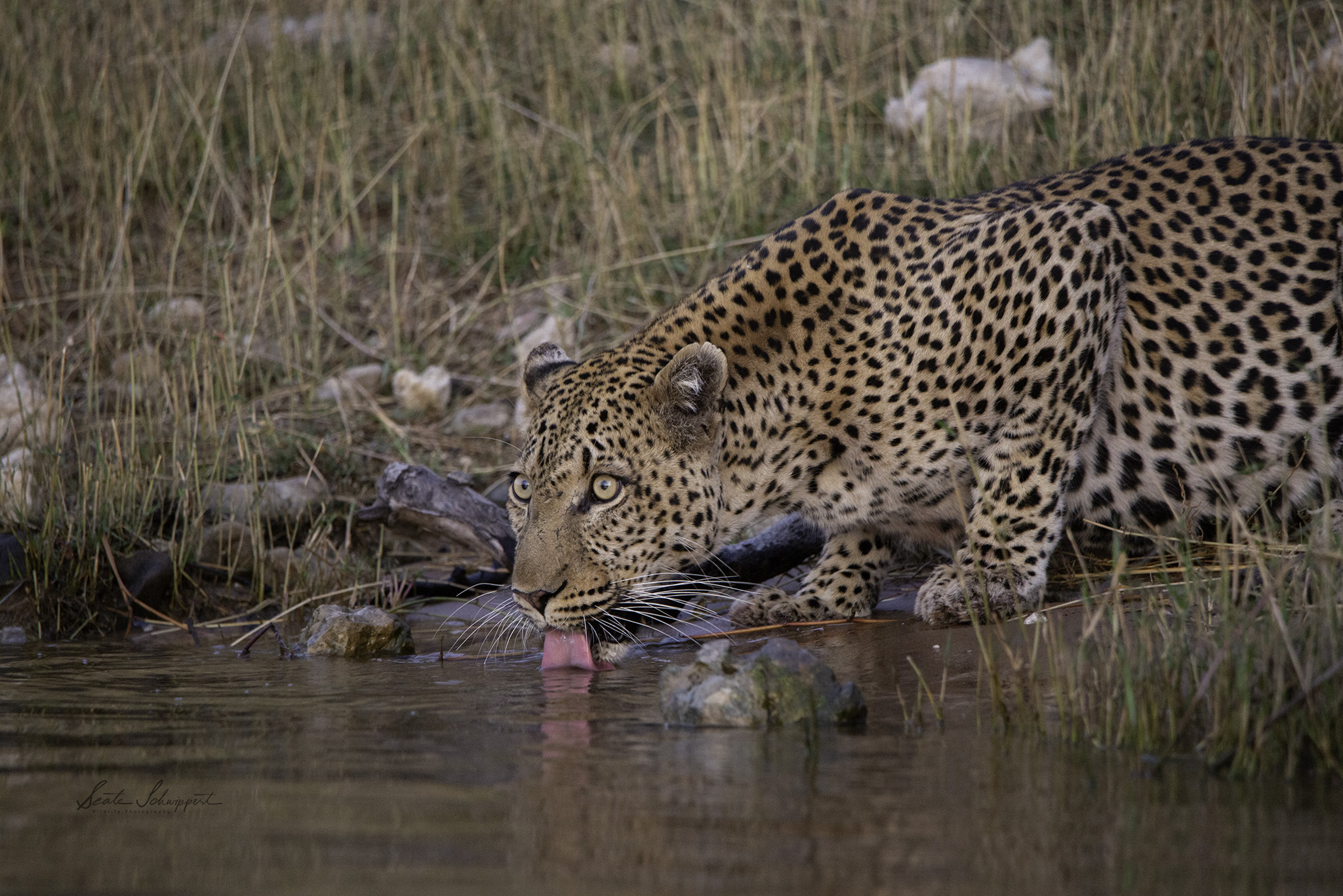 Gallery - Beate Schwippert Wildlife Photography