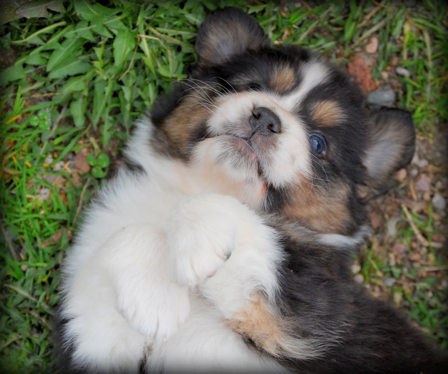 Unsere Mini Aussies - Australian Shepherds RoC