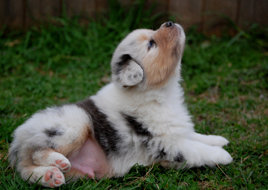 Unsere Mini Aussies - Australian Shepherds RoC