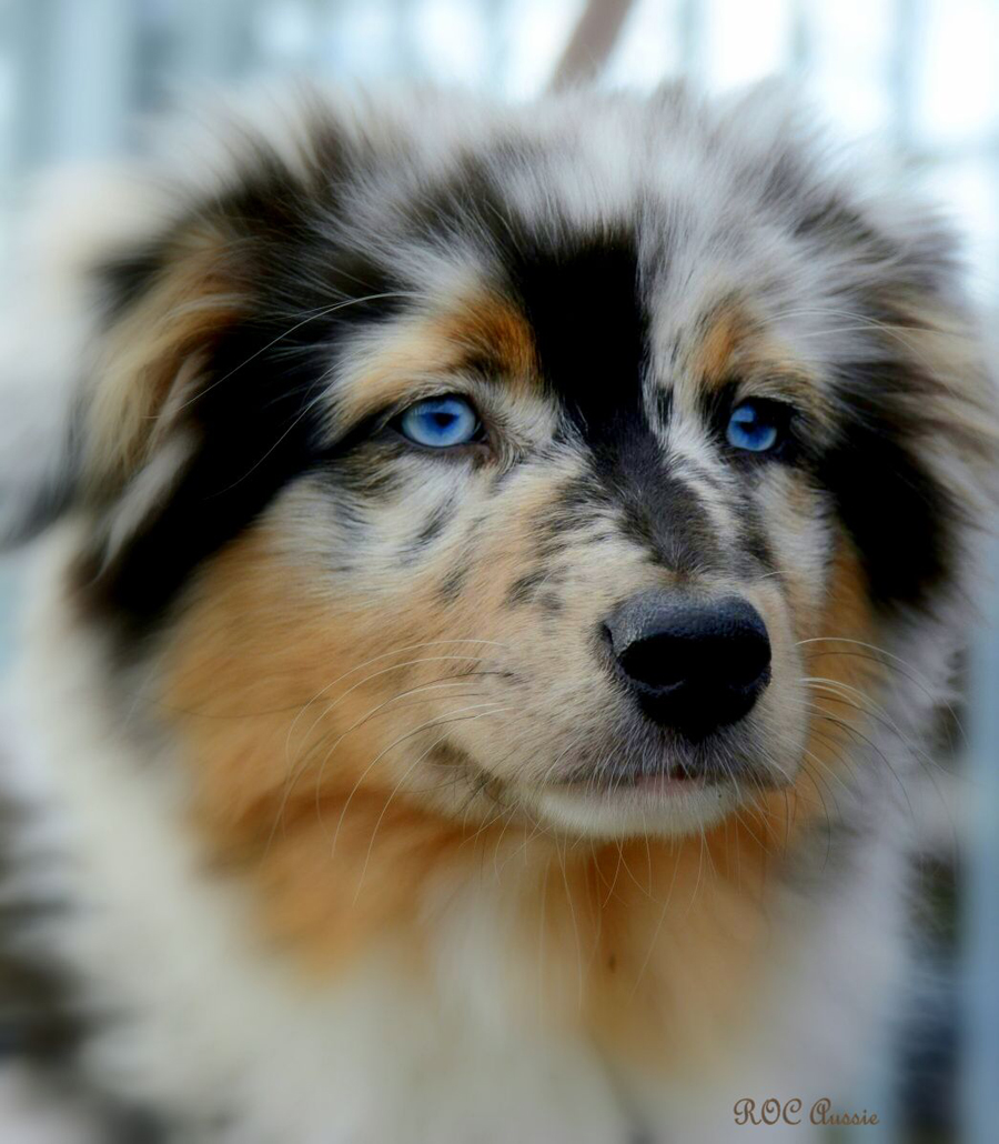 Fotogalerie Aussie und Mini Aussie - Australian Shepherds RoC