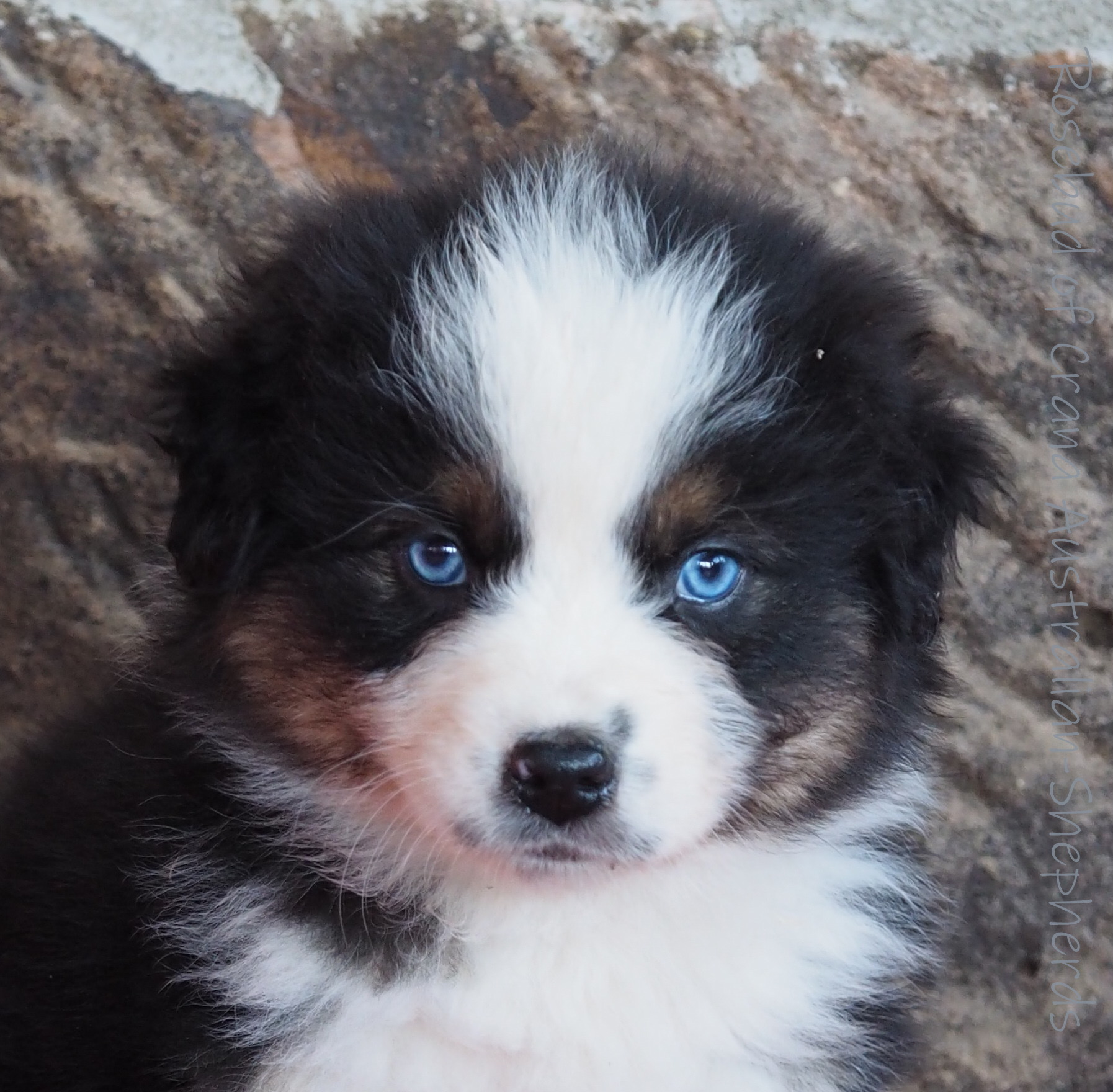Unsere Mini Aussies - Australian Shepherds RoC