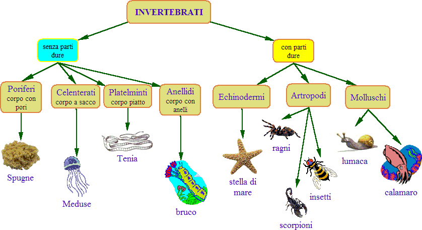 Alla scoperta degli Invertebrati - Prof.Elfa Pinelli Paola