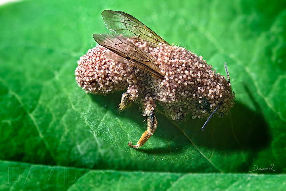 Milben (Chaetodactylus osmiae) - Wildbienenschutz im Naturgarten