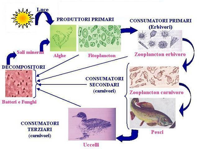 Rete trofica - lezionitecnologias jimdo page!