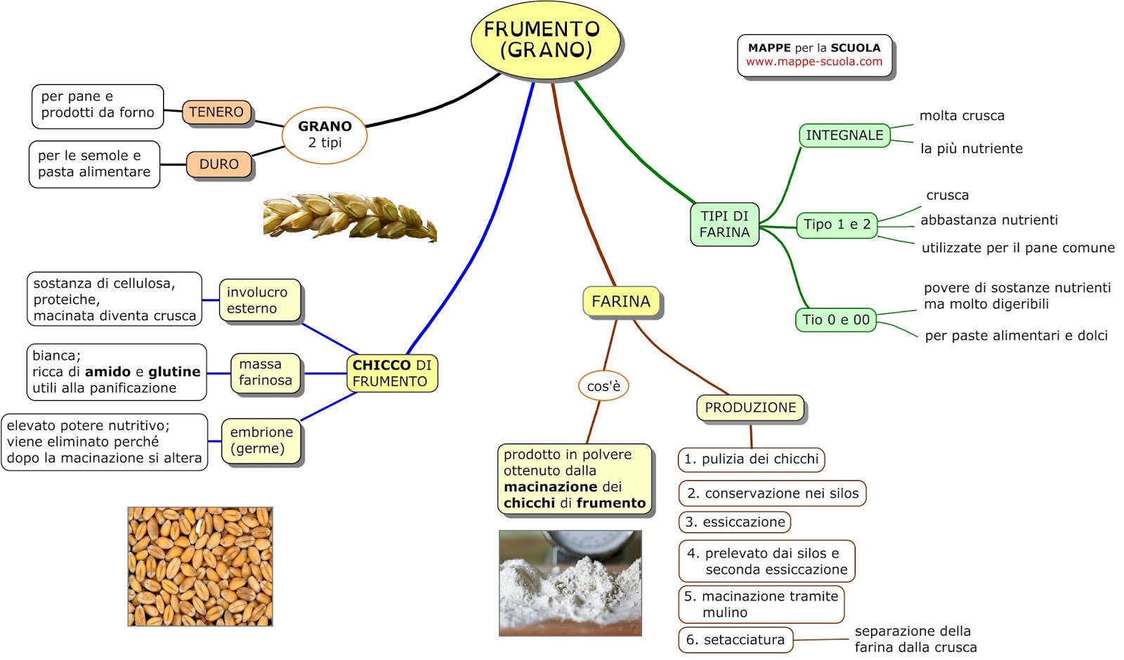 Derivati del frumento - lezionitecnologias jimdo page!