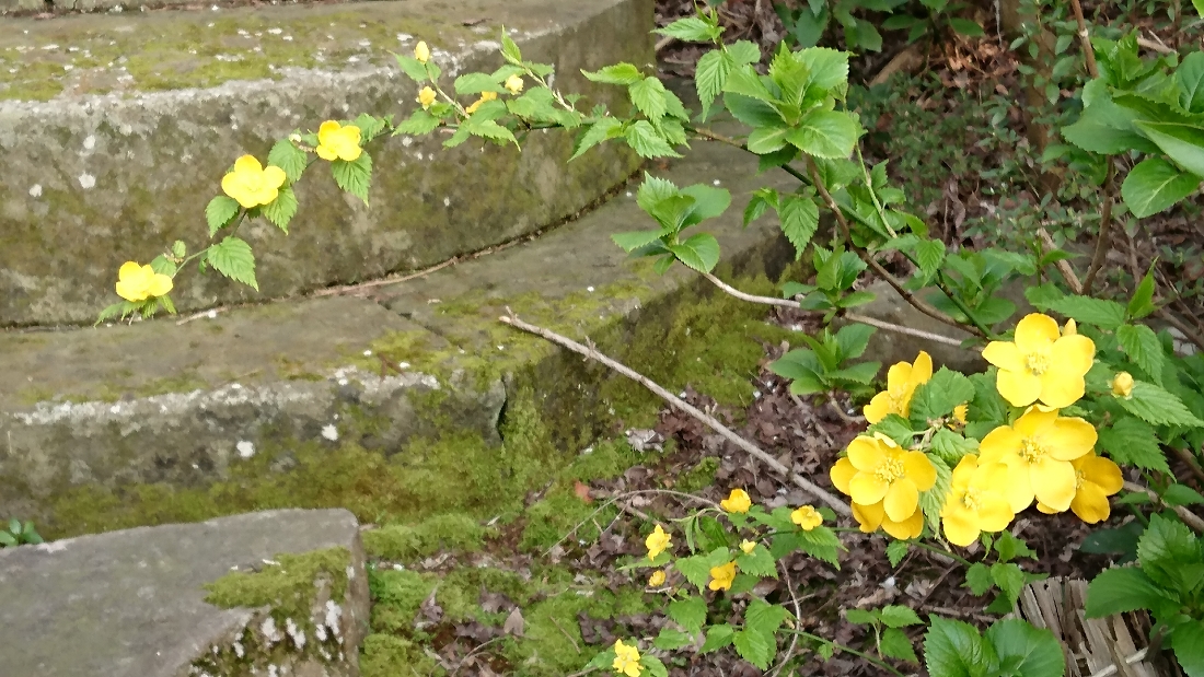 カリスマカラー(油性色鉛筆) - 煌めく世界2