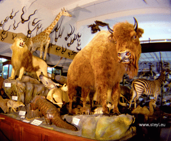 Steyl then and now - Missiehuis St. Michael