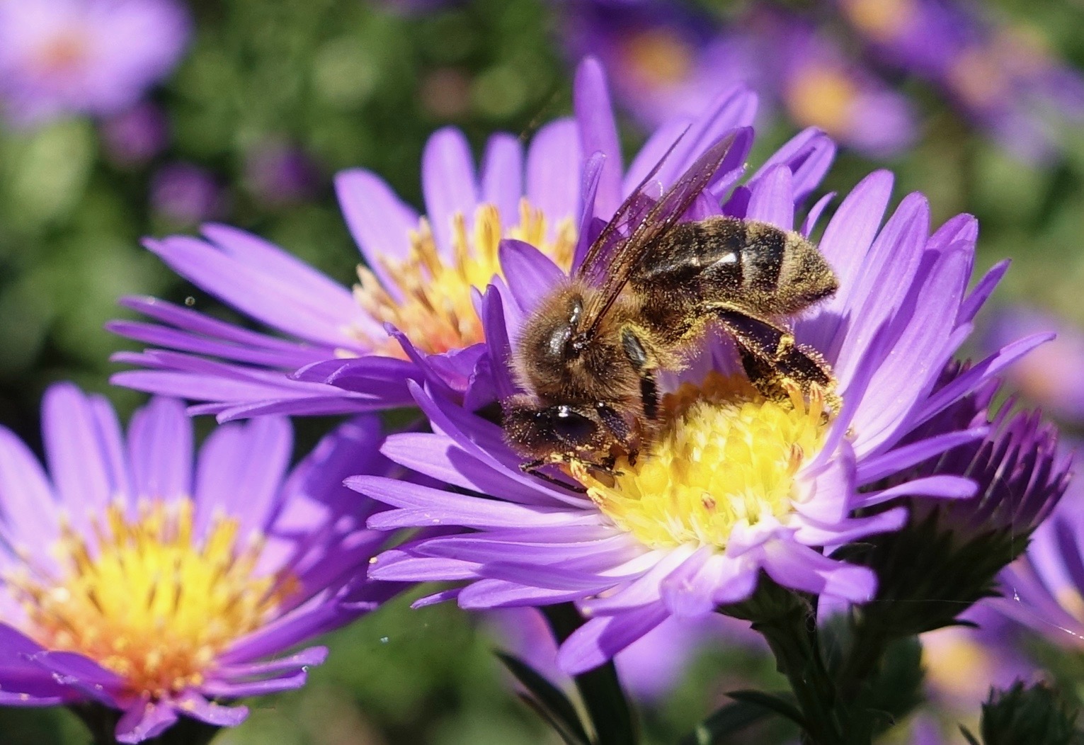 Die Einheimische Dunkle Biene – Mellifera mellifera - stadtbienes Webseite!