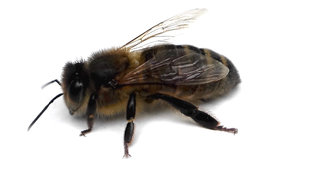 Die Einheimische Dunkle Biene – Mellifera mellifera - stadtbienes Webseite!