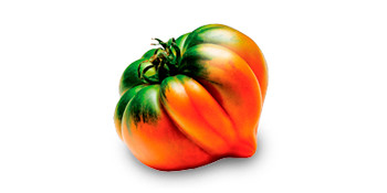 pomodoro marinda - Fresh Fruit italia - Freschezza di prima mano