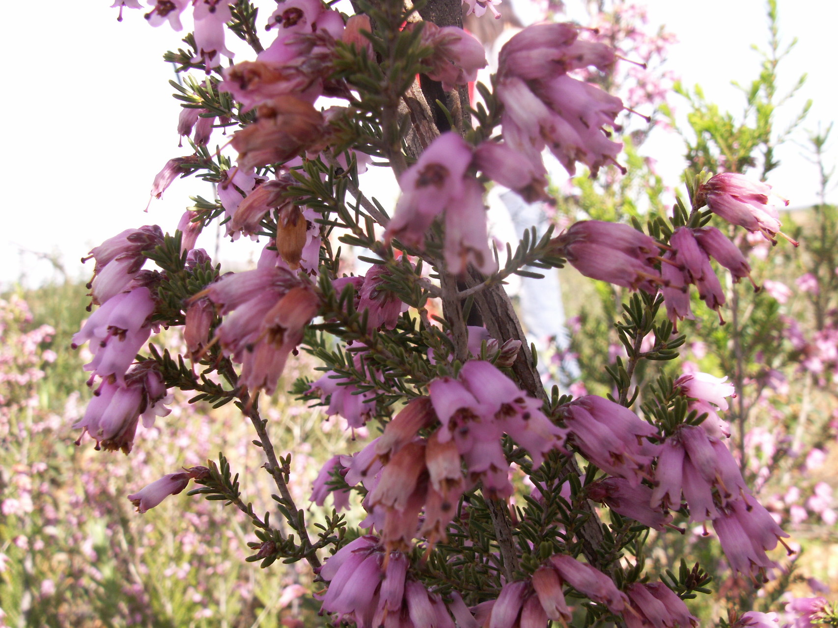 FAMILIA ERICÁCEAS - Página Jimdo de iberoflora