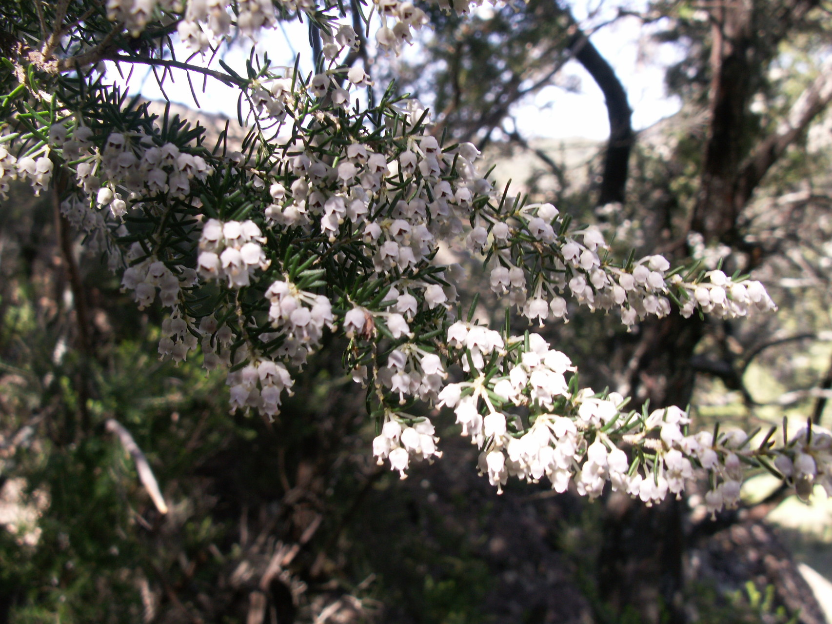 FAMILIA ERICÁCEAS - Página Jimdo de iberoflora