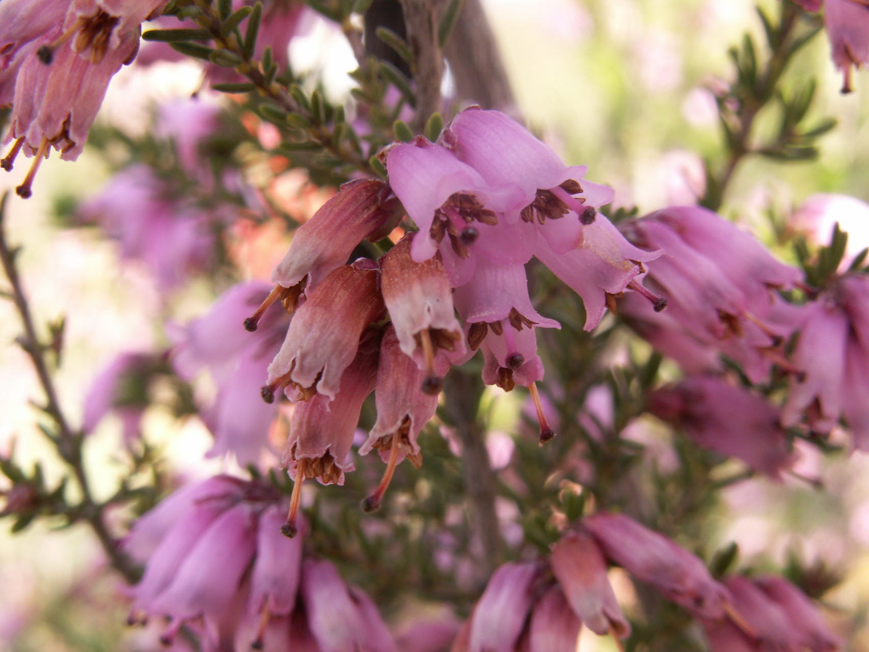 FAMILIA ERICÁCEAS - Página Jimdo de iberoflora
