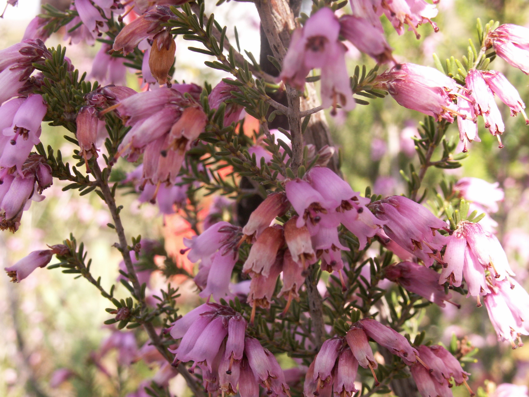 FAMILIA ERICÁCEAS - Página Jimdo de iberoflora