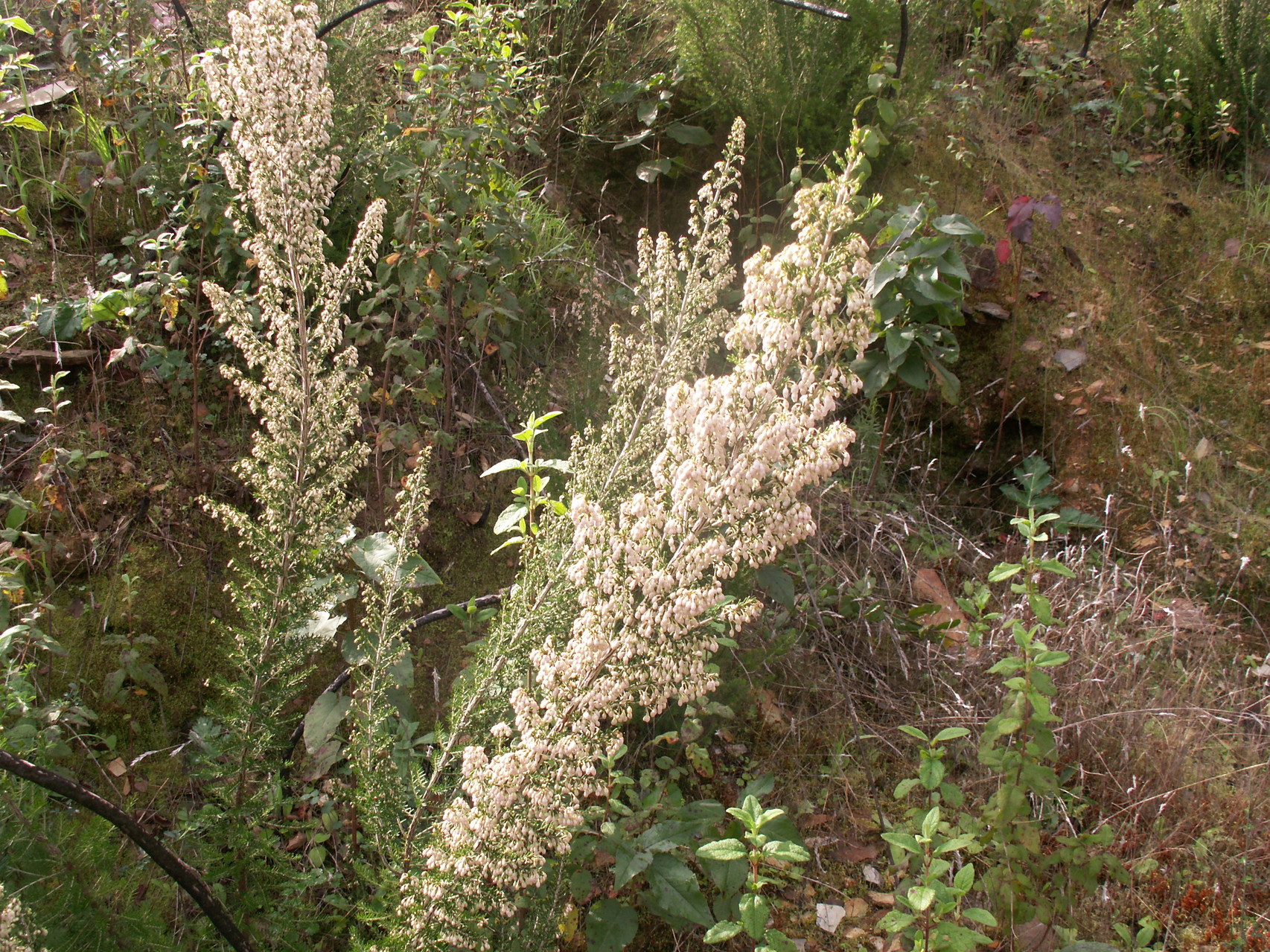 FAMILIA ERICÁCEAS - Página Jimdo de iberoflora