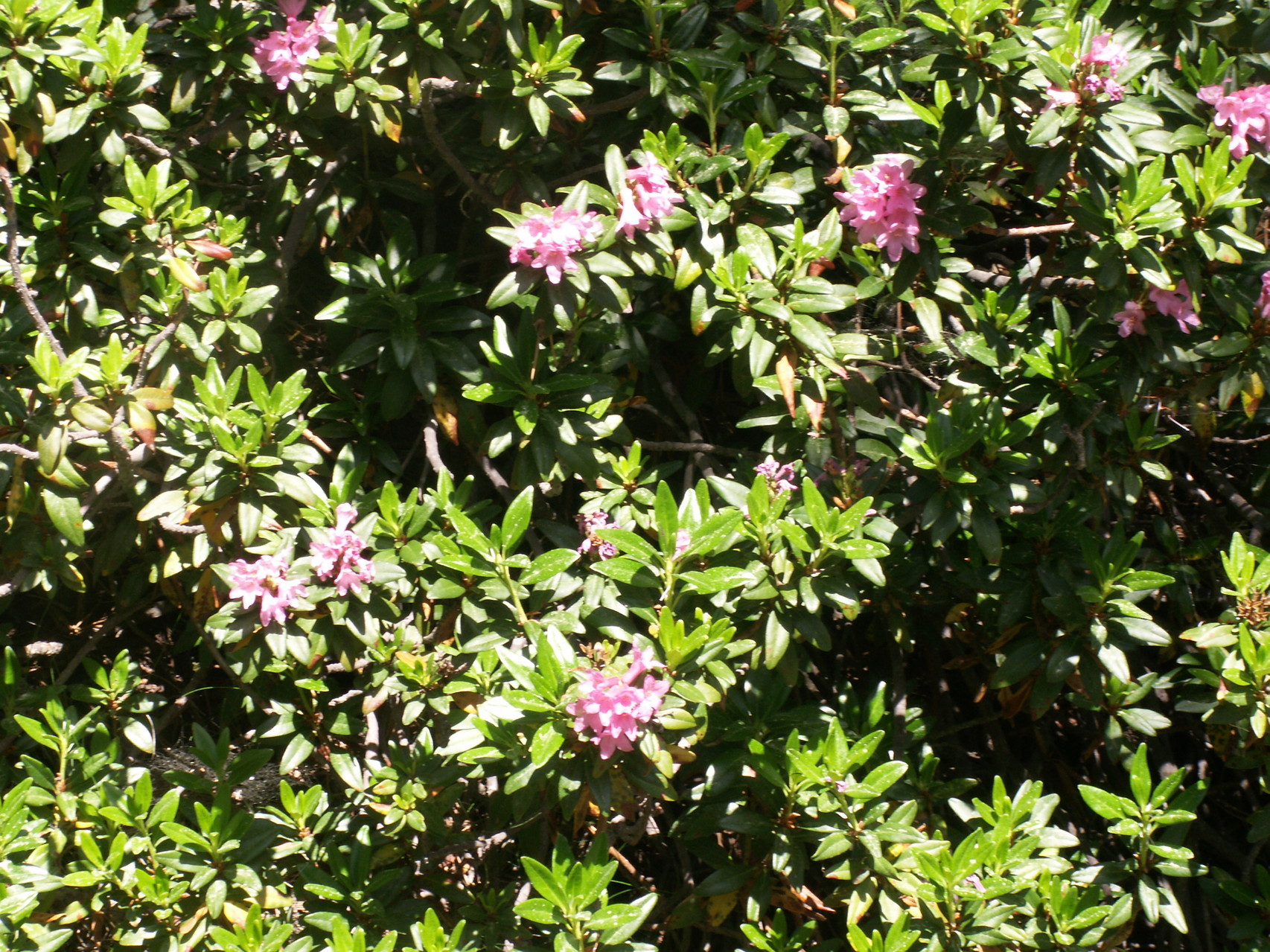 FAMILIA ERICÁCEAS - Página Jimdo de iberoflora