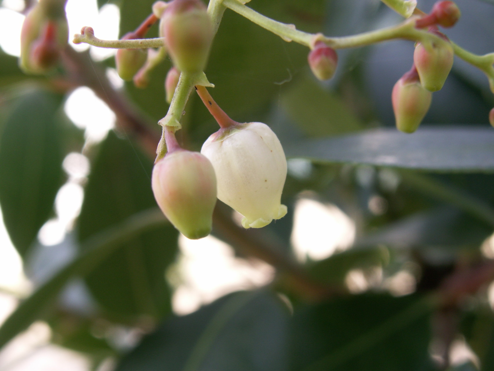 FAMILIA ERICÁCEAS - Página Jimdo de iberoflora