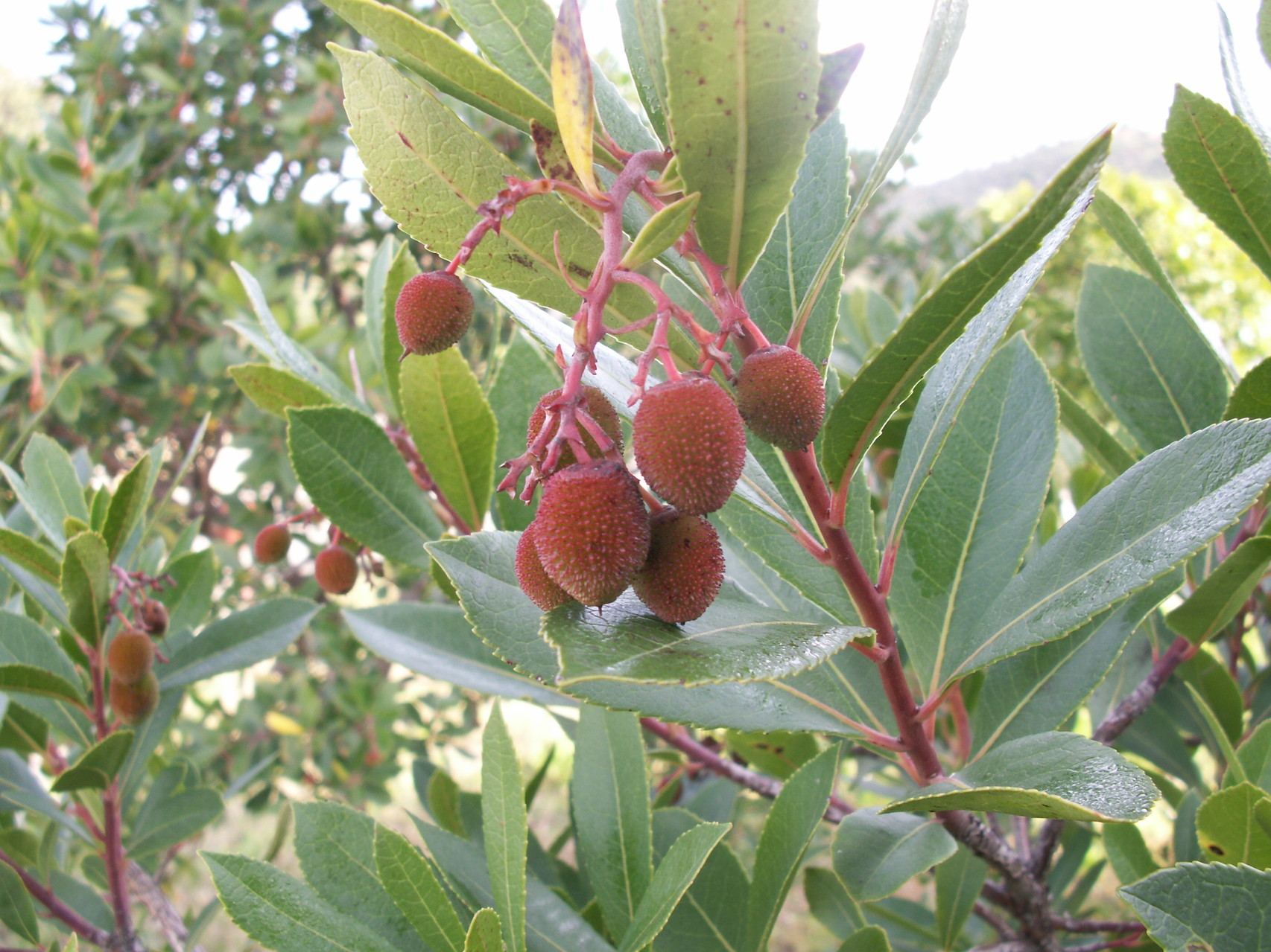 FAMILIA ERICÁCEAS - Página Jimdo de iberoflora