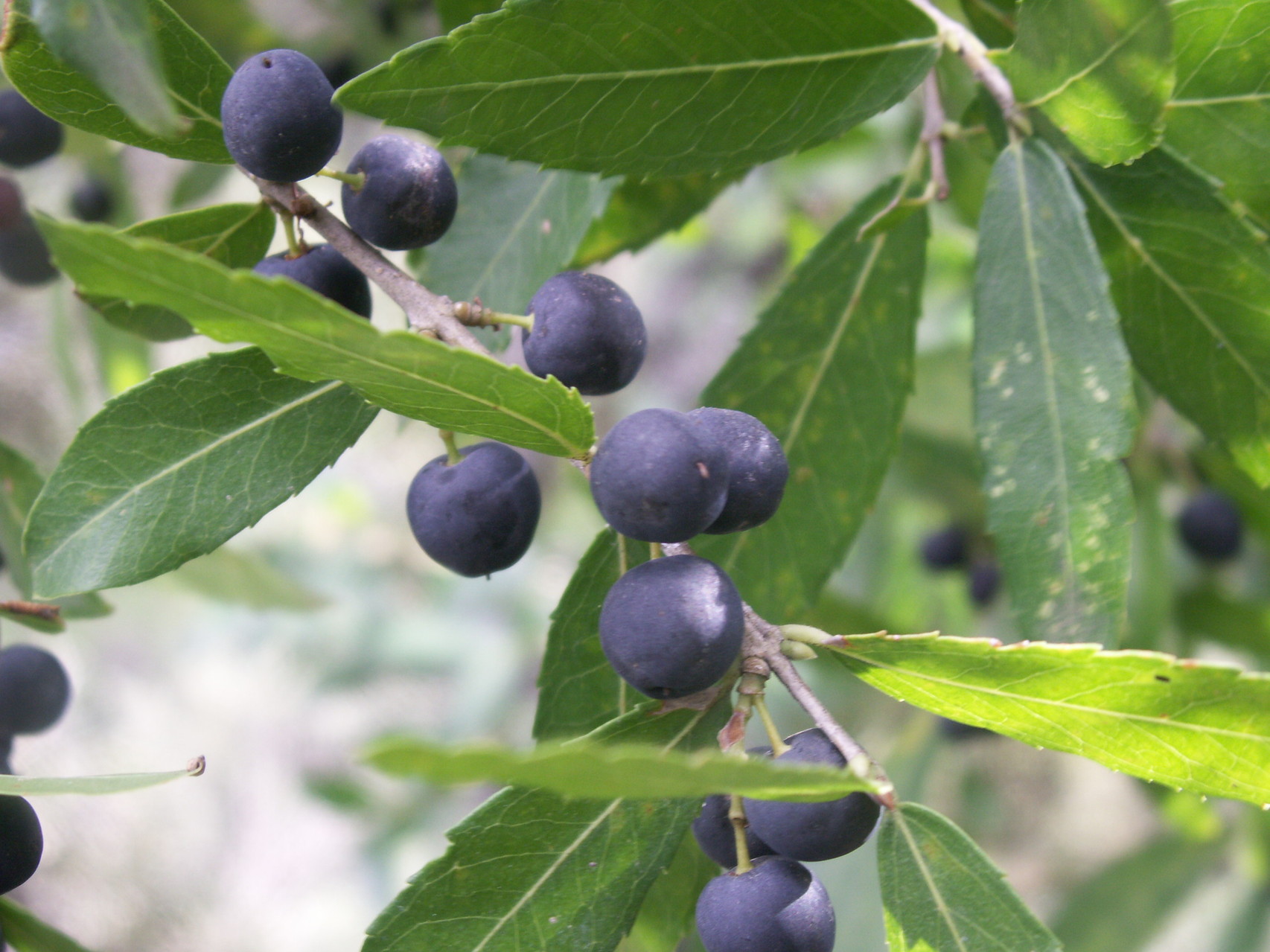 FAMILIA OLEÁCEAS - Página Jimdo de iberoflora