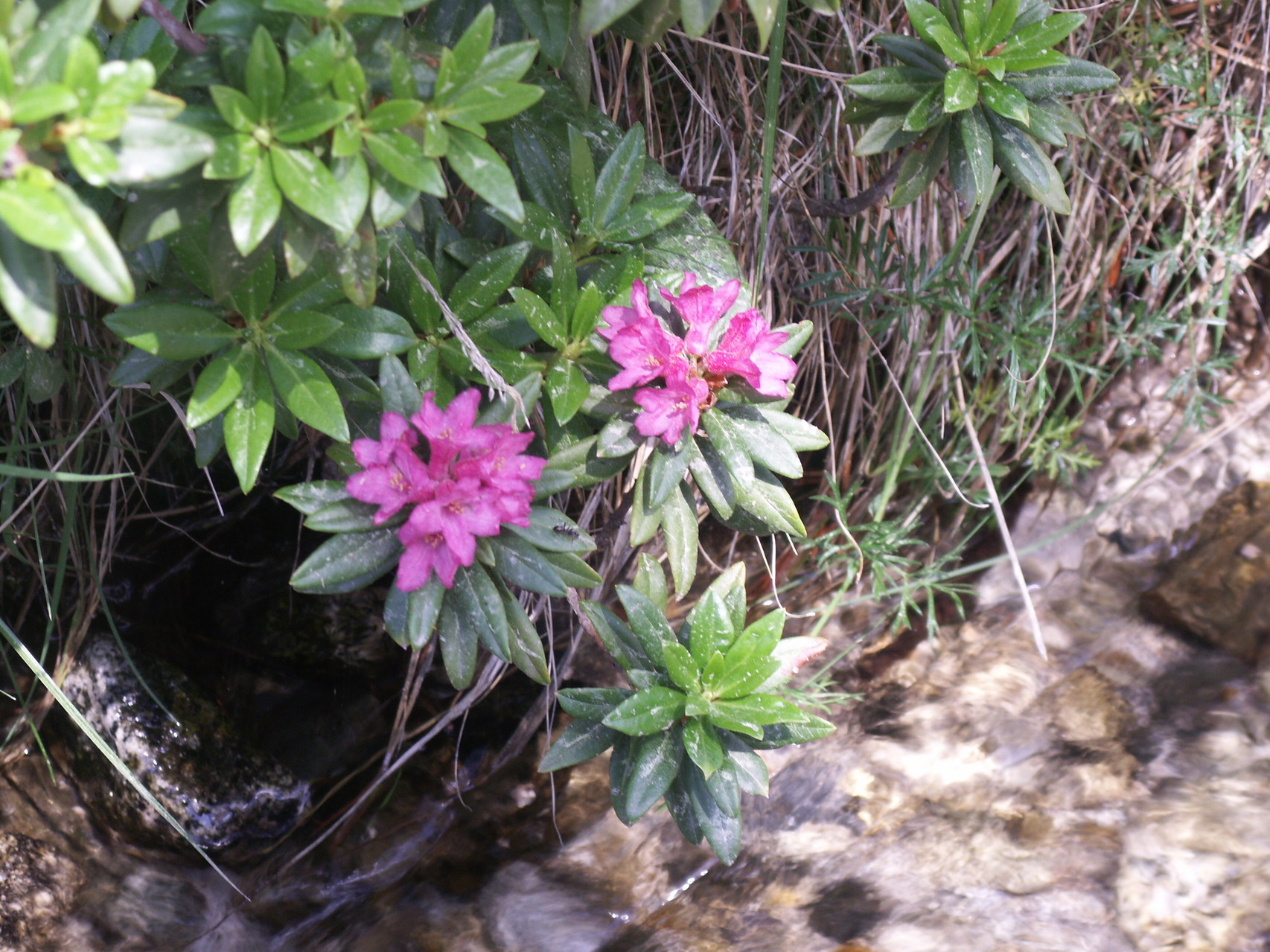 FAMILIA ERICÁCEAS - Página Jimdo de iberoflora