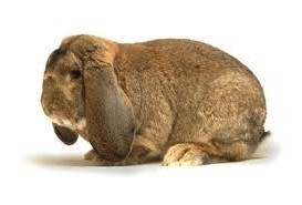 Deutsche Widder wildfarben - Kaninchenzuchtverein W 378 Sythen