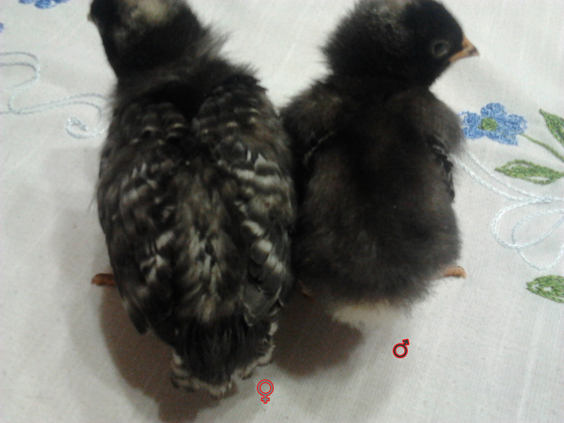 Sexado de pollitos plymouth rock - Página Jimdo de gallinaselextremeno