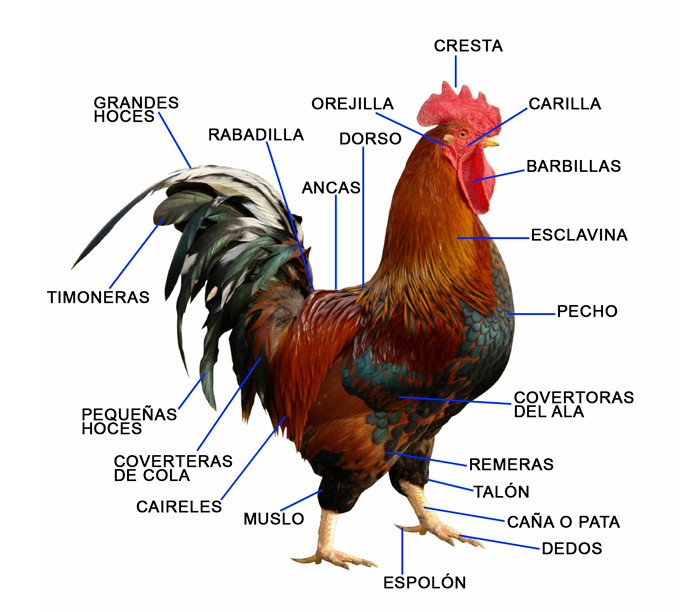 Partes y plumas del gallo - Página Jimdo de gallinaselextremeno