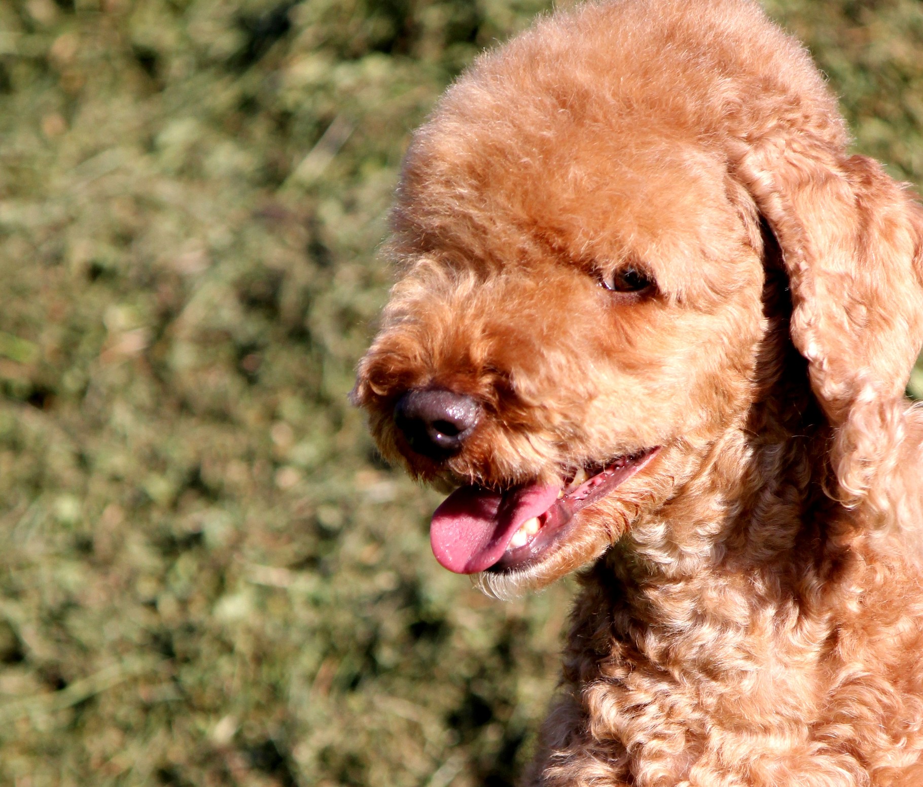 Meine Lockenhunde - Lockenhunde