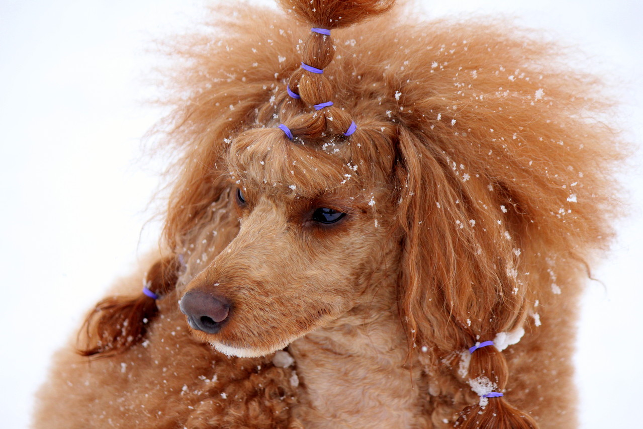 Der Pudel - Lockenhunde