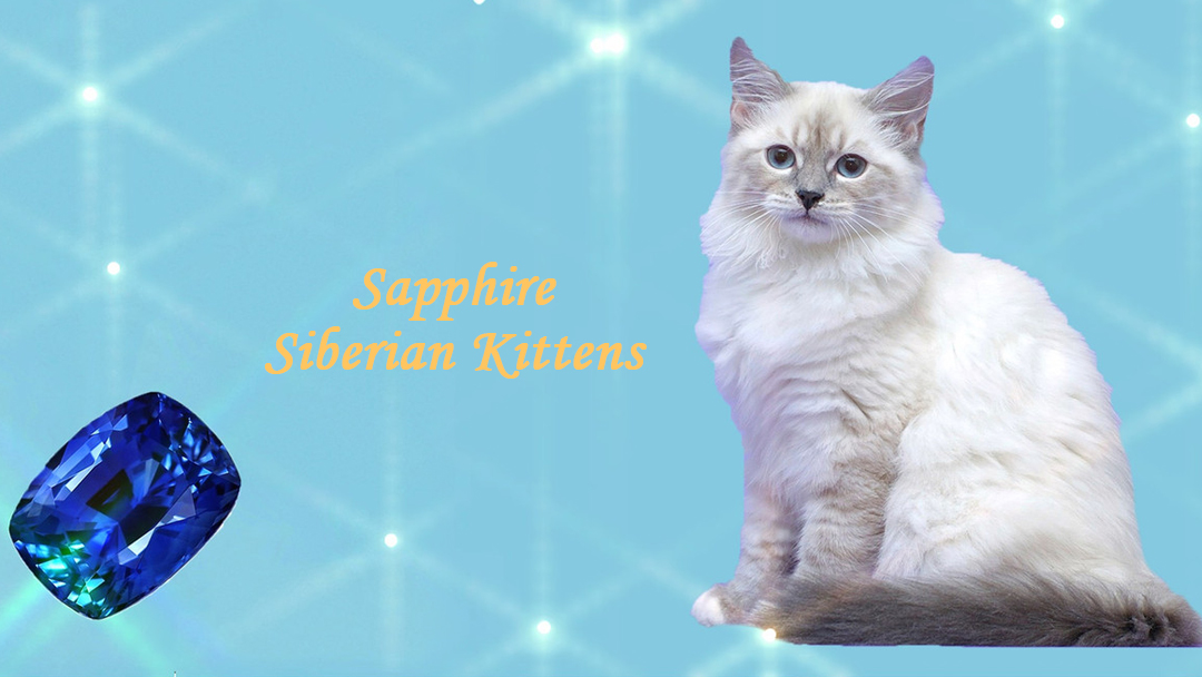 Sapphire Siberian Kittens - sapphiresiberiankittens