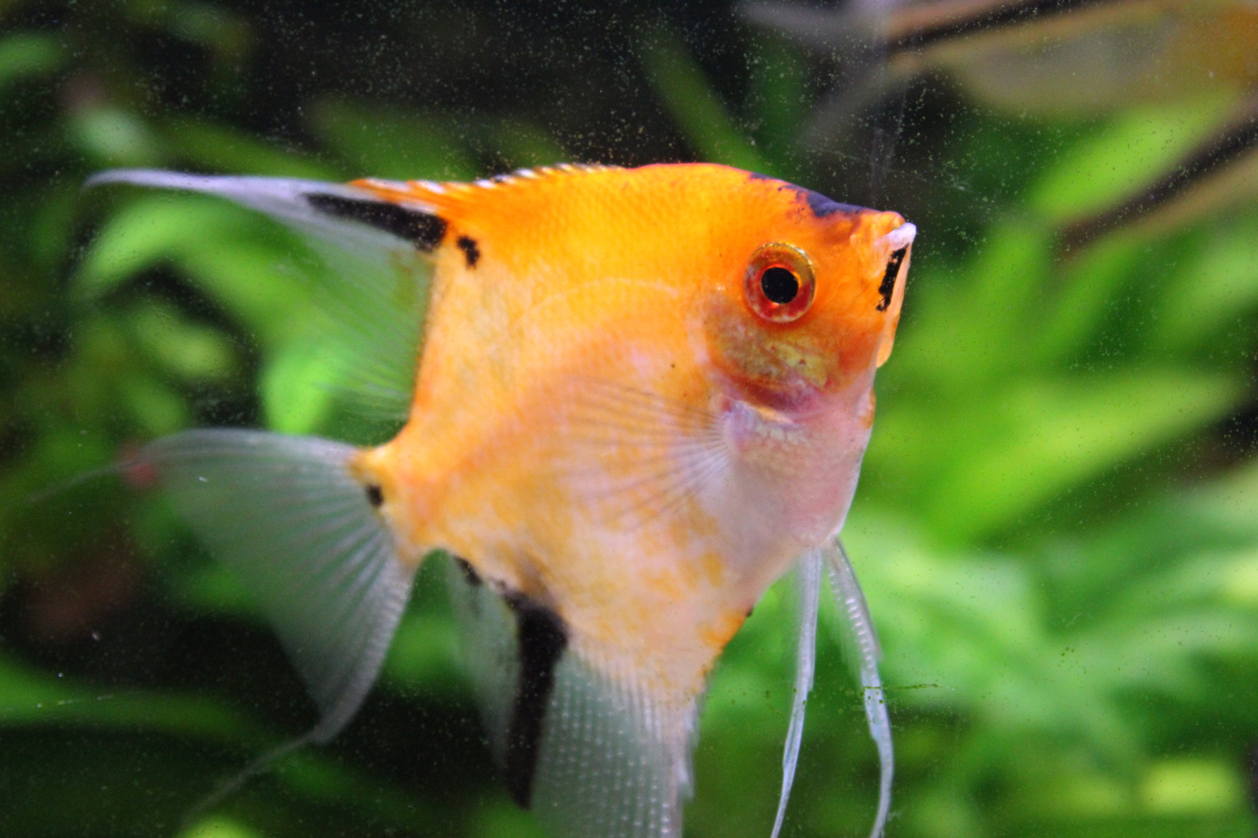 Skalar - AquaTerraTV