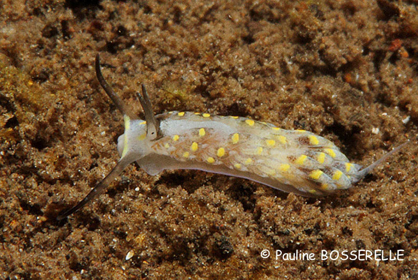 Cerberilla sp. 1 - Nudibranches Tahiti Sea slugs of French Polynesia