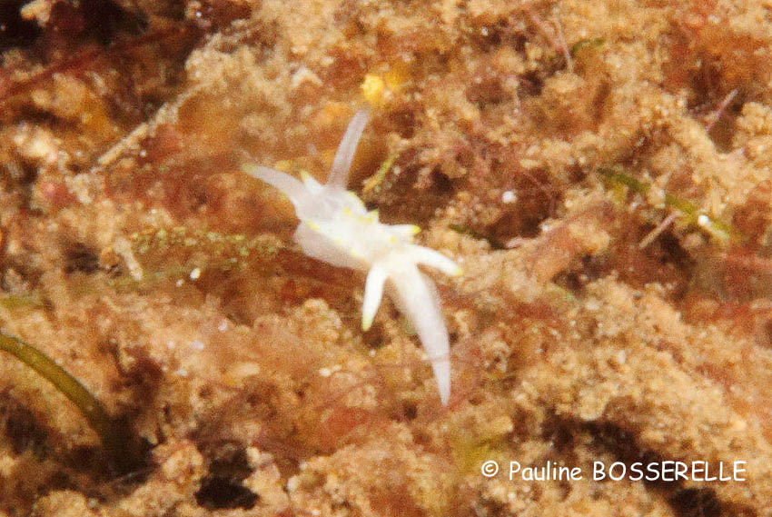 Okenia sp. 1 - Nudibranches Tahiti Sea slugs of French Polynesia