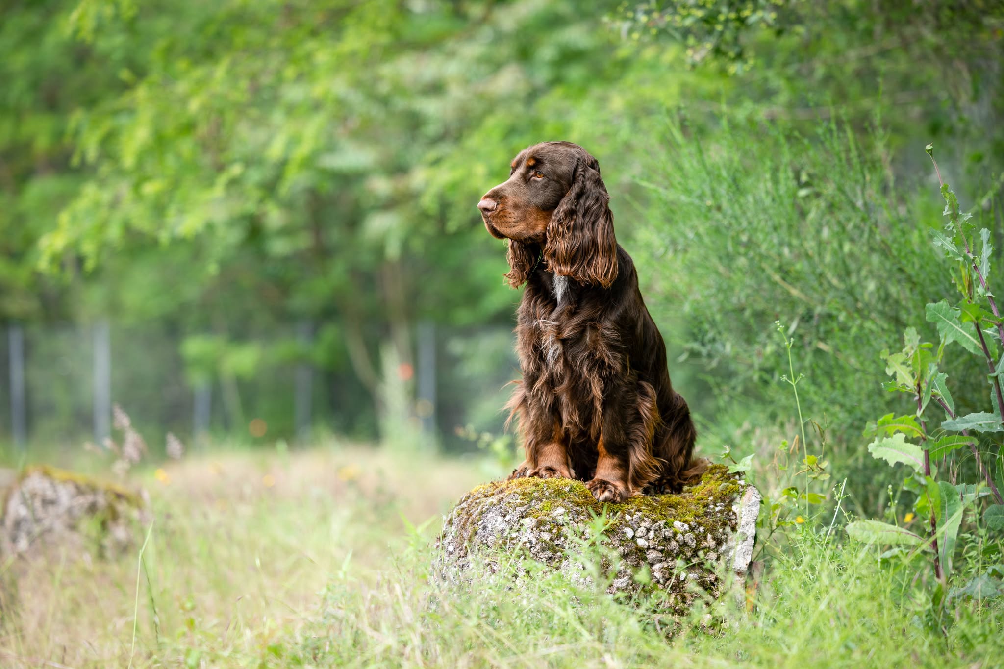 Australian litter - Kennel "vom Belauer See (FCI)" www.field-spaniels ...
