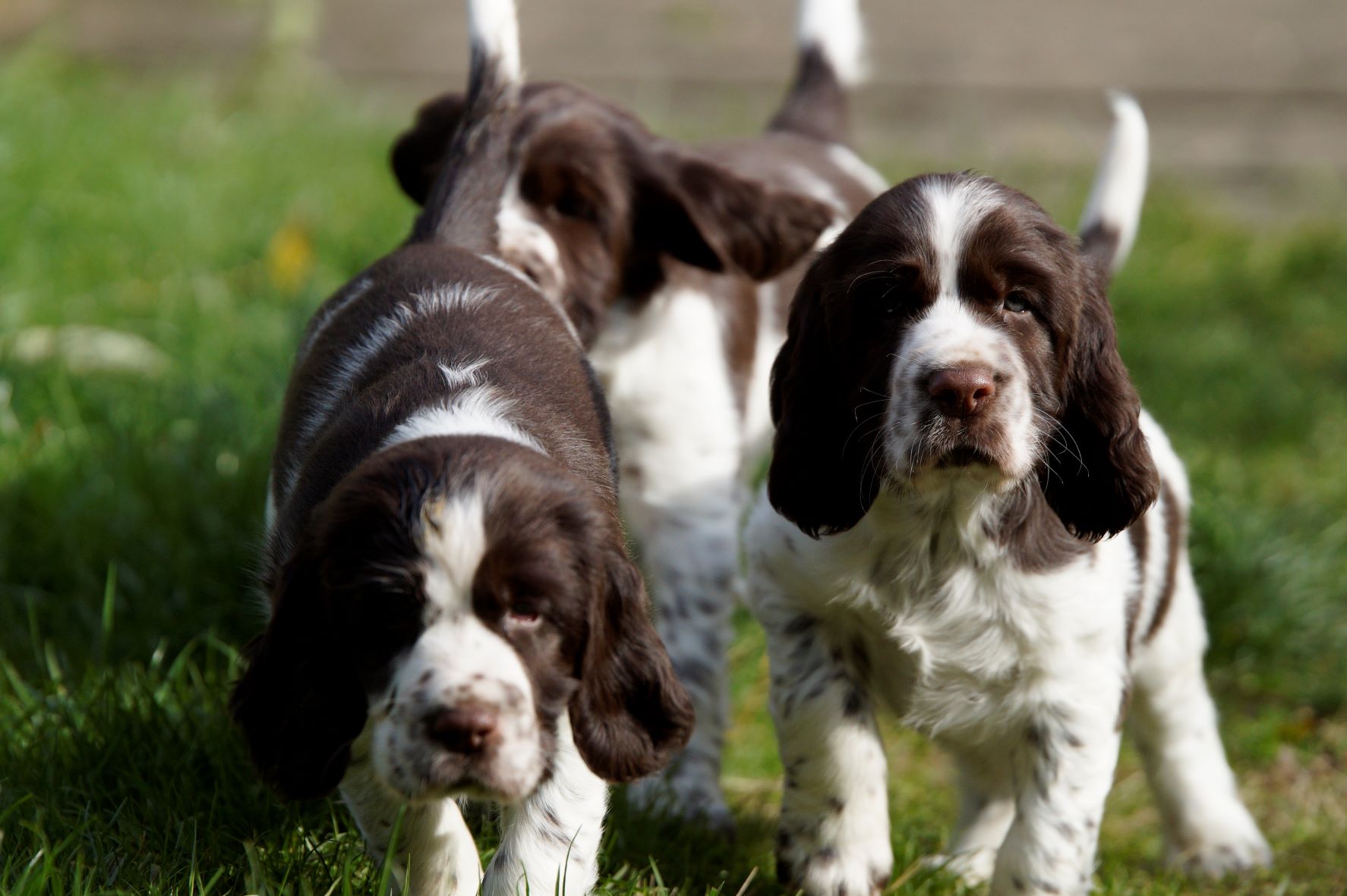 Hvalp "Dansk Specials" - Kennel "vom Belauer See (FCI)" www.field ...