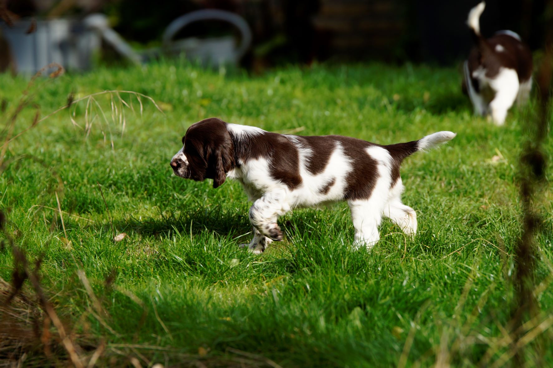 Hvalp "Dansk Specials" - Kennel "vom Belauer See (FCI)" www.field ...