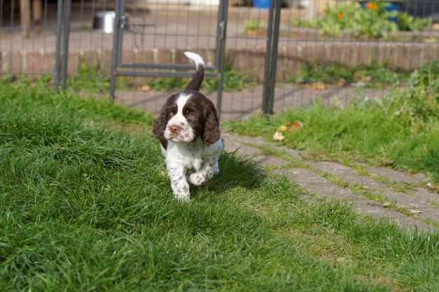 Hvalp "Dansk Specials" - Kennel "vom Belauer See (FCI)" www.field ...