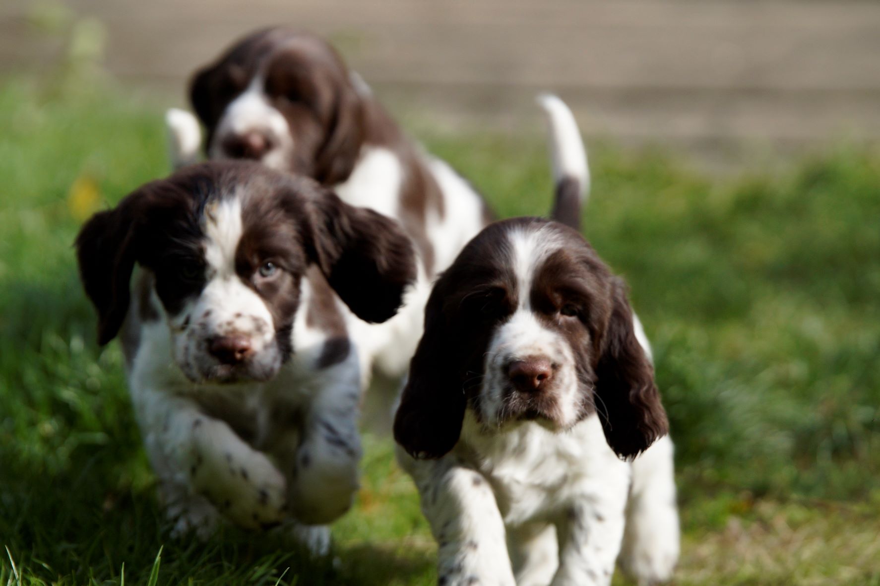 Hvalp "Dansk Specials" - Kennel "vom Belauer See (FCI)" www.field-spaniels.de, www.springer ...