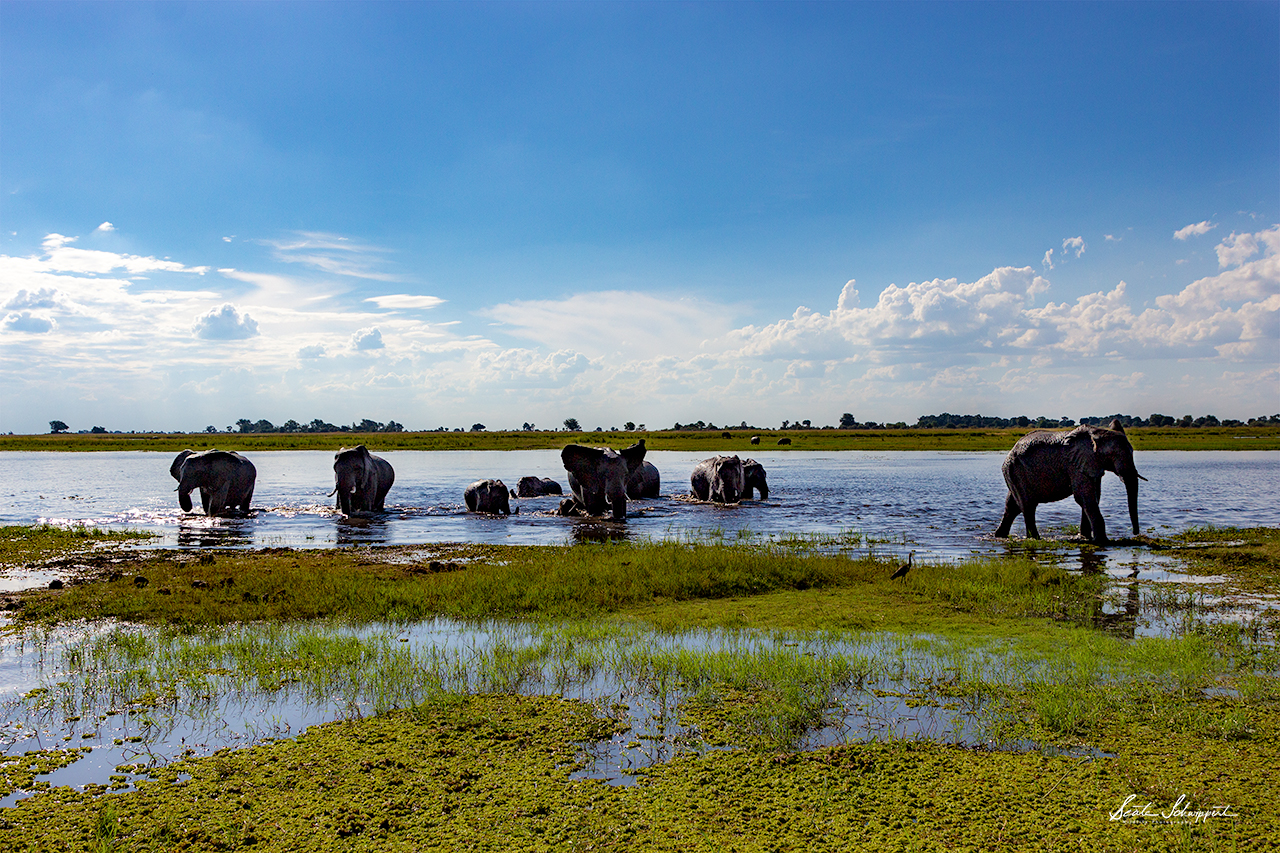 Why visit us? - Best place to be on the Chobe