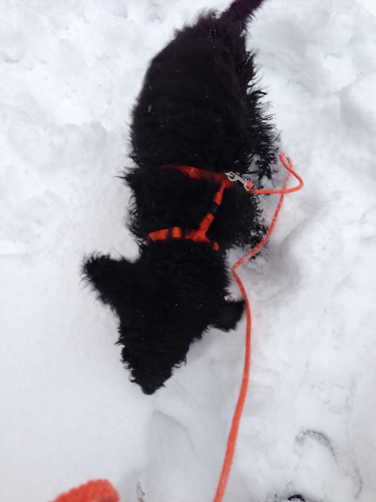 Dummer Hund - Maddox Miro of Flying Curls