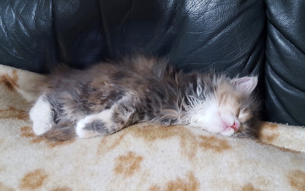 ハレポーポキとは - hale-popoki ページ！