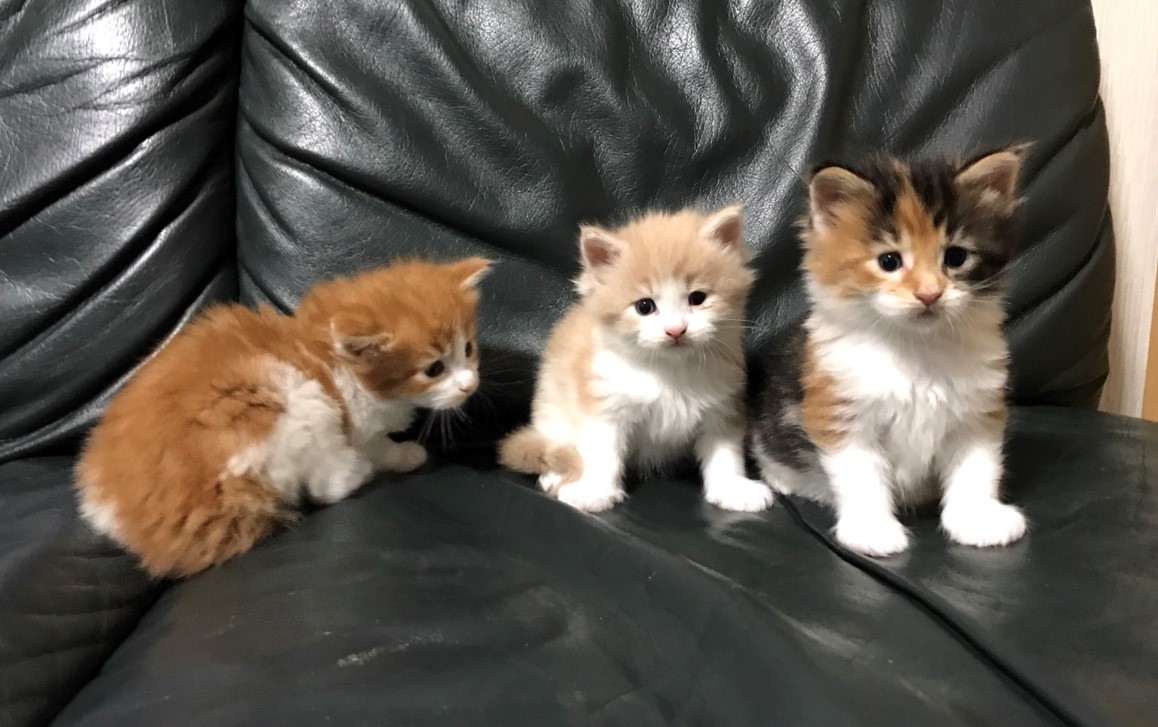 ハレポーポキとは - hale-popoki ページ！