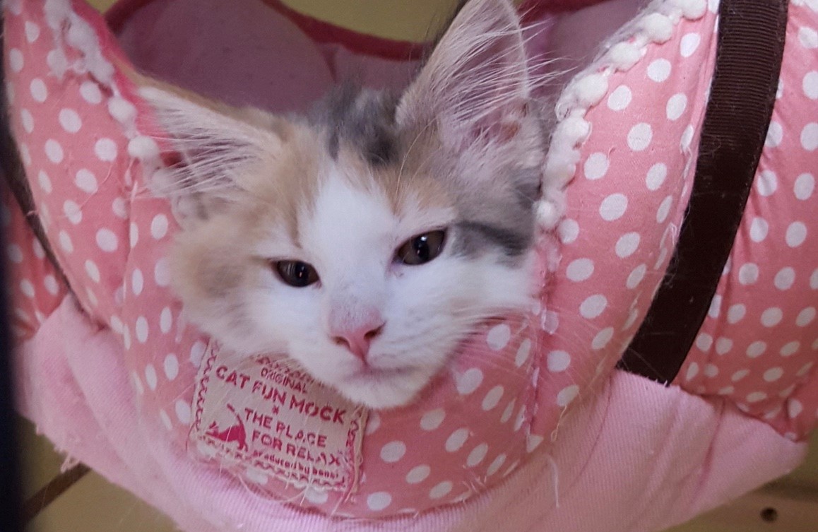 ハレポーポキとは - hale-popoki ページ！